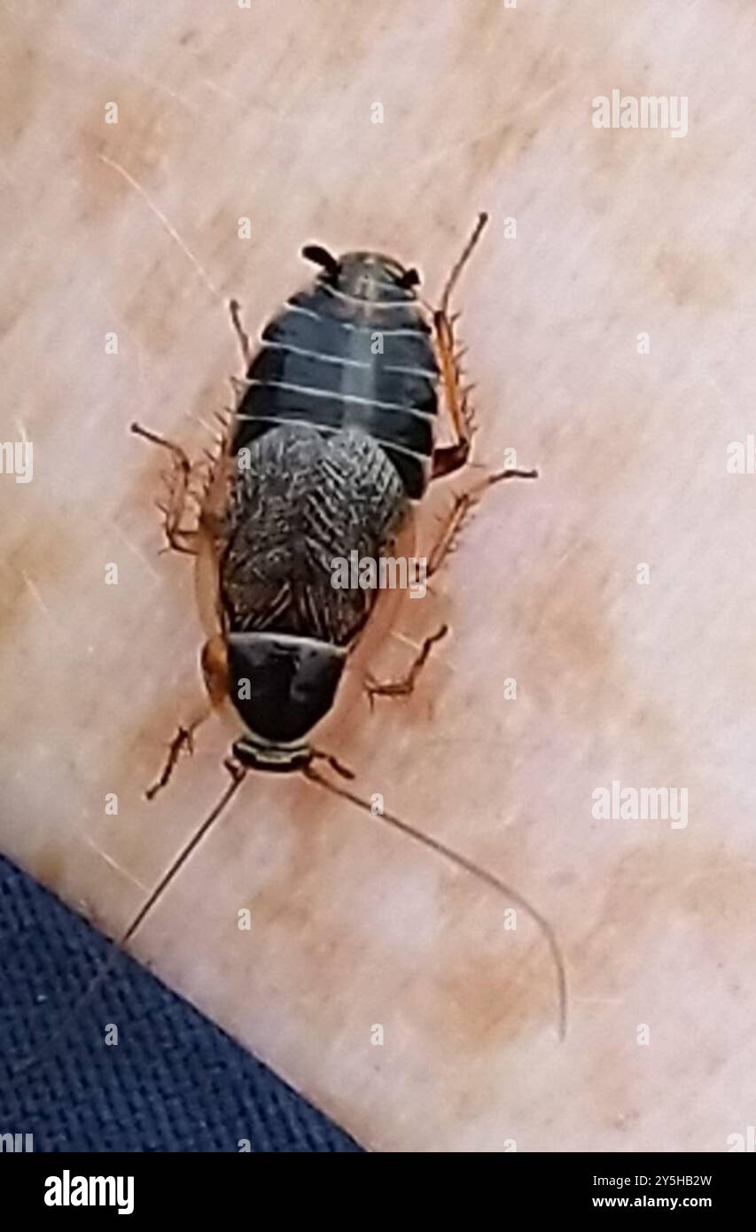 Forest Cockroach (Ectobius sylvestris) Insecta Stock Photo - Alamy