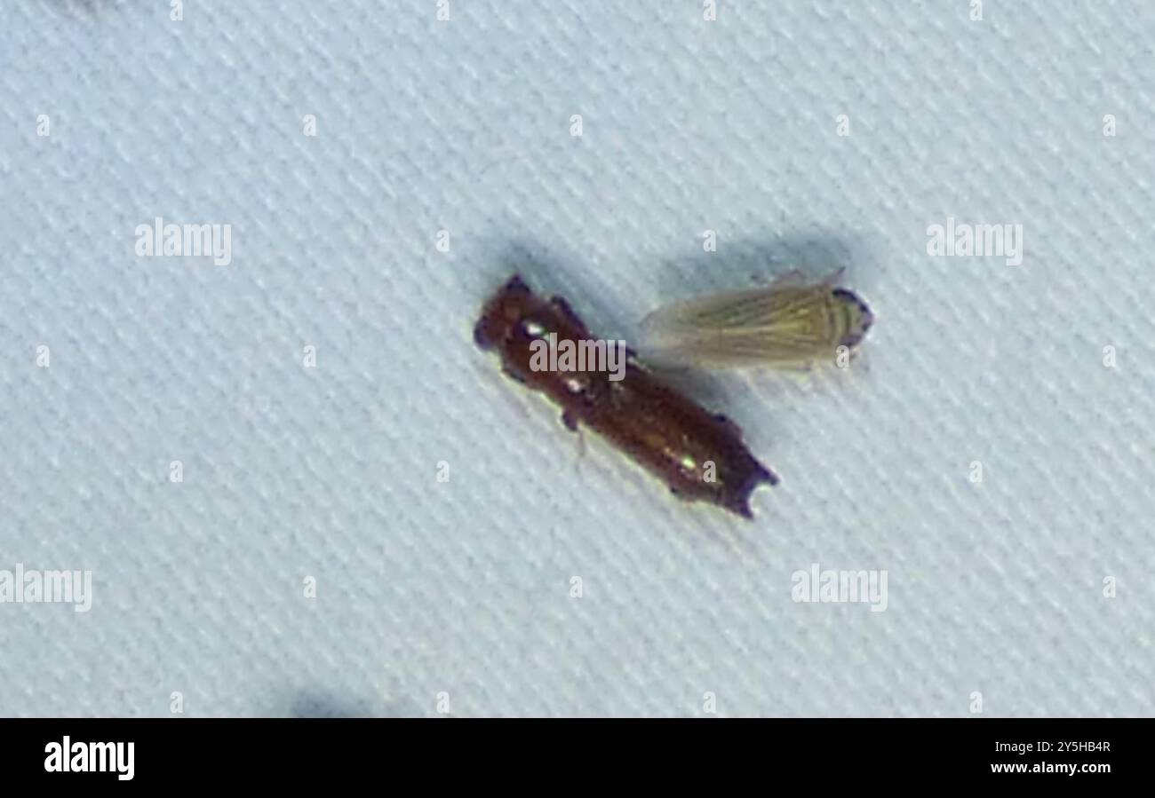 Pinhole Borer Beetles (Platypodinae) Insecta Stock Photo - Alamy