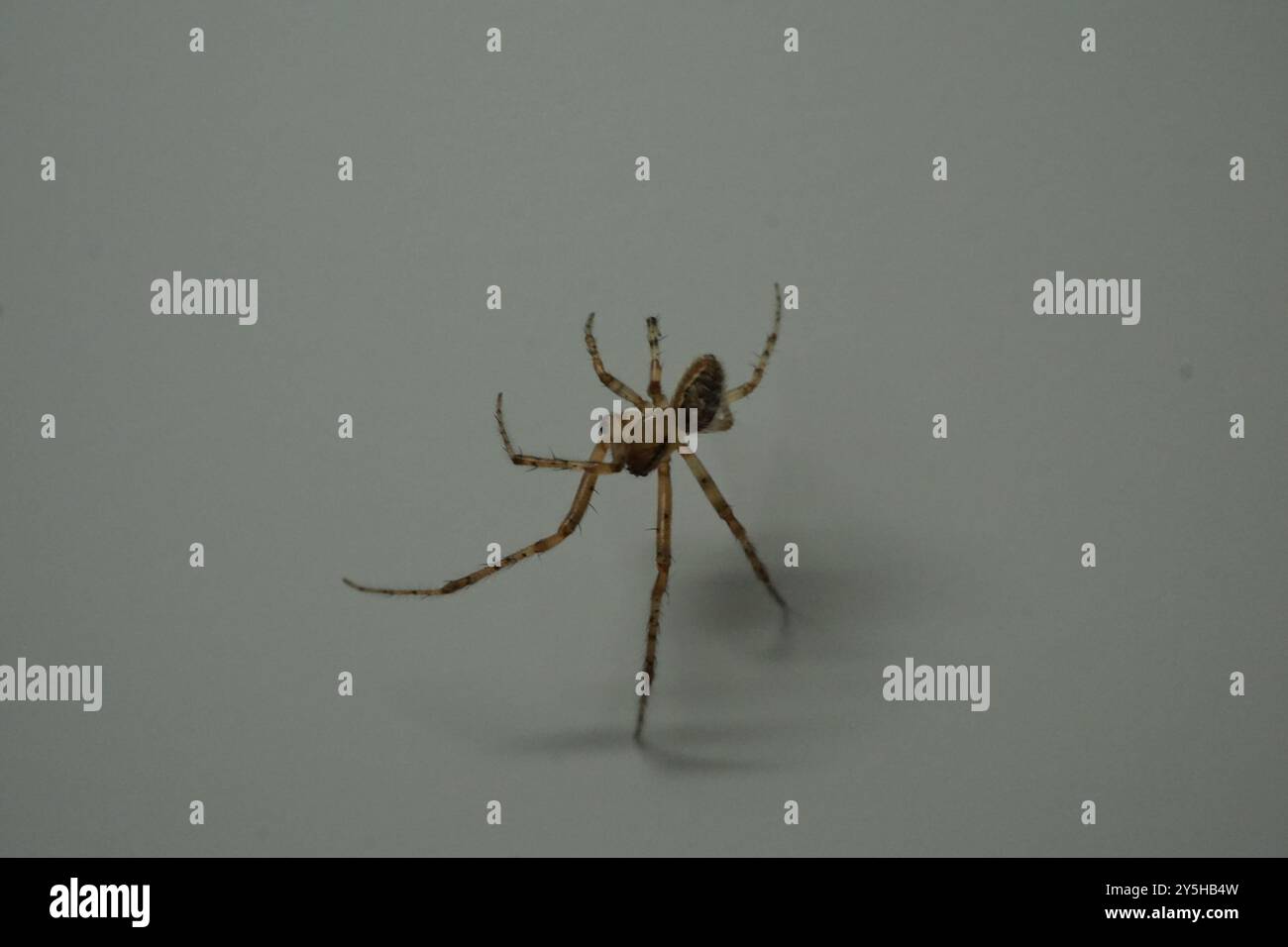 Silver-sided Sector Spider (Zygiella x-notata) Arachnida Stock Photo ...