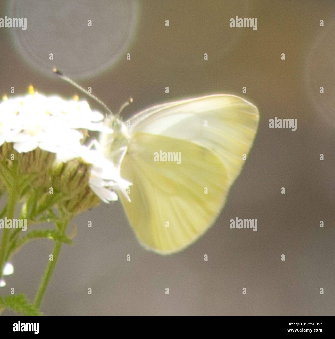 Margined White (Pieris marginalis) Insecta Stock Photo - Alamy