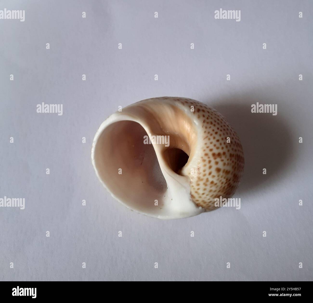 Fly-specked Moon Snail (Naticarius stercusmuscarum) Mollusca Stock ...
