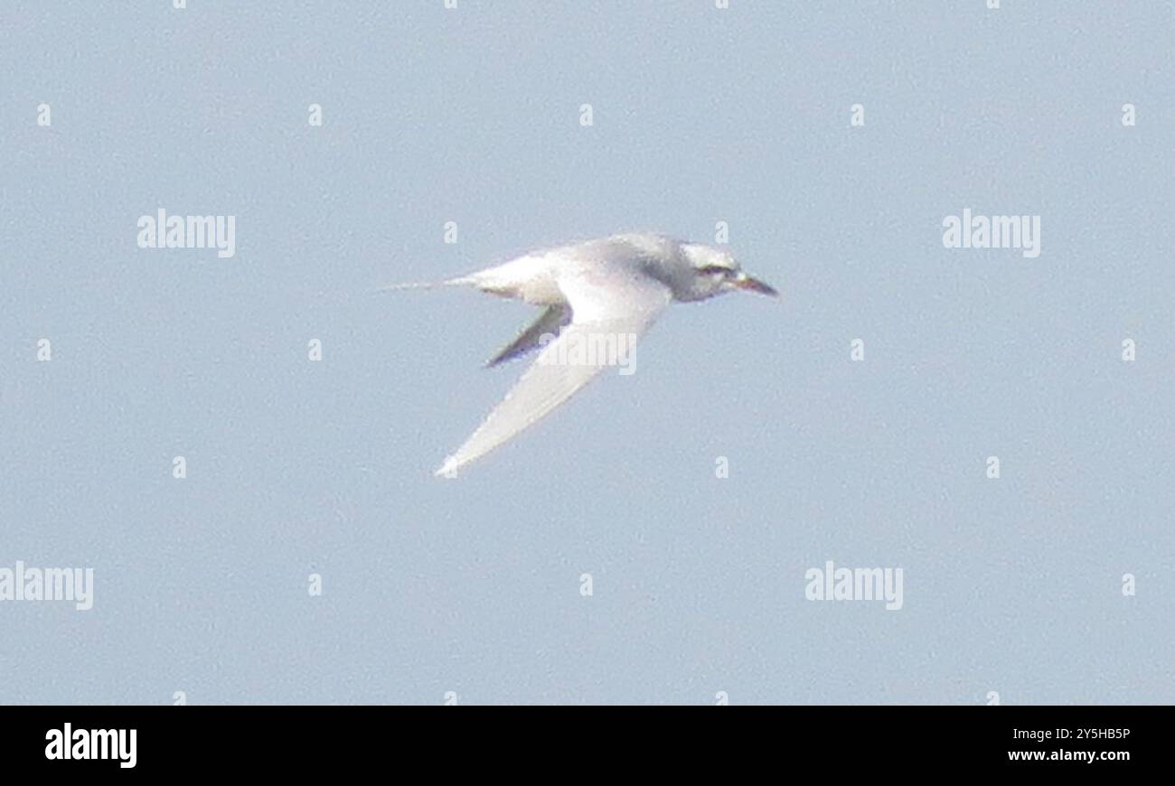 Snowy-crowned Tern (Sterna trudeaui) Aves Stock Photo - Alamy