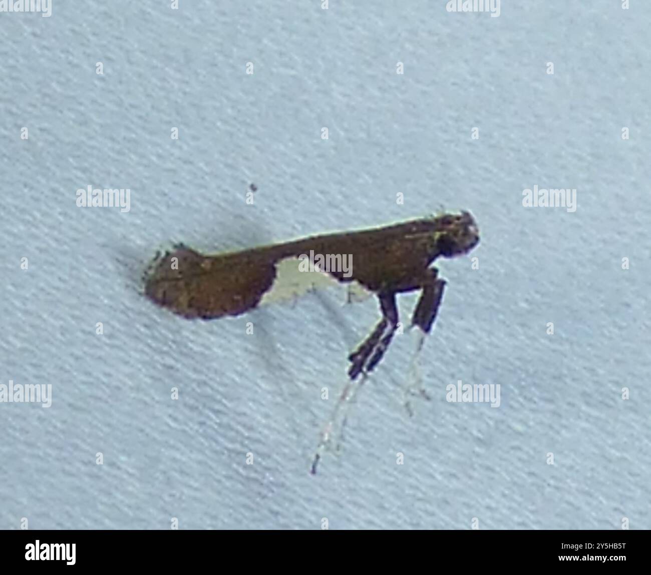 Willow Leafcone Caterpillar Moth (Caloptilia stigmatella) Insecta Stock ...