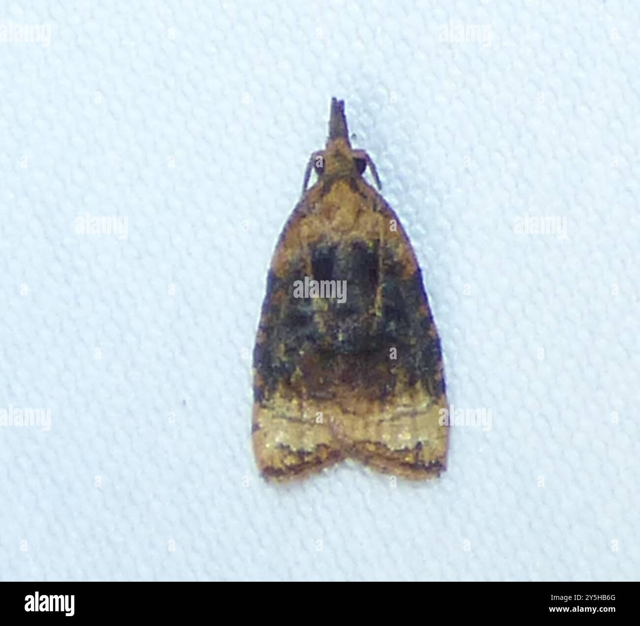 Black-shaded Platynota Moth (Platynota flavedana) Insecta Stock Photo ...
