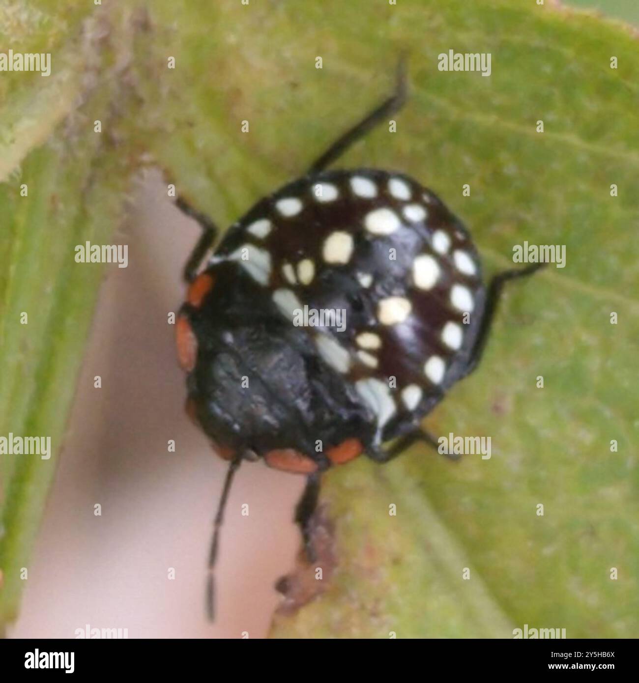 Southern Green Stink Bug (Nezara viridula) Insecta Stock Photo - Alamy