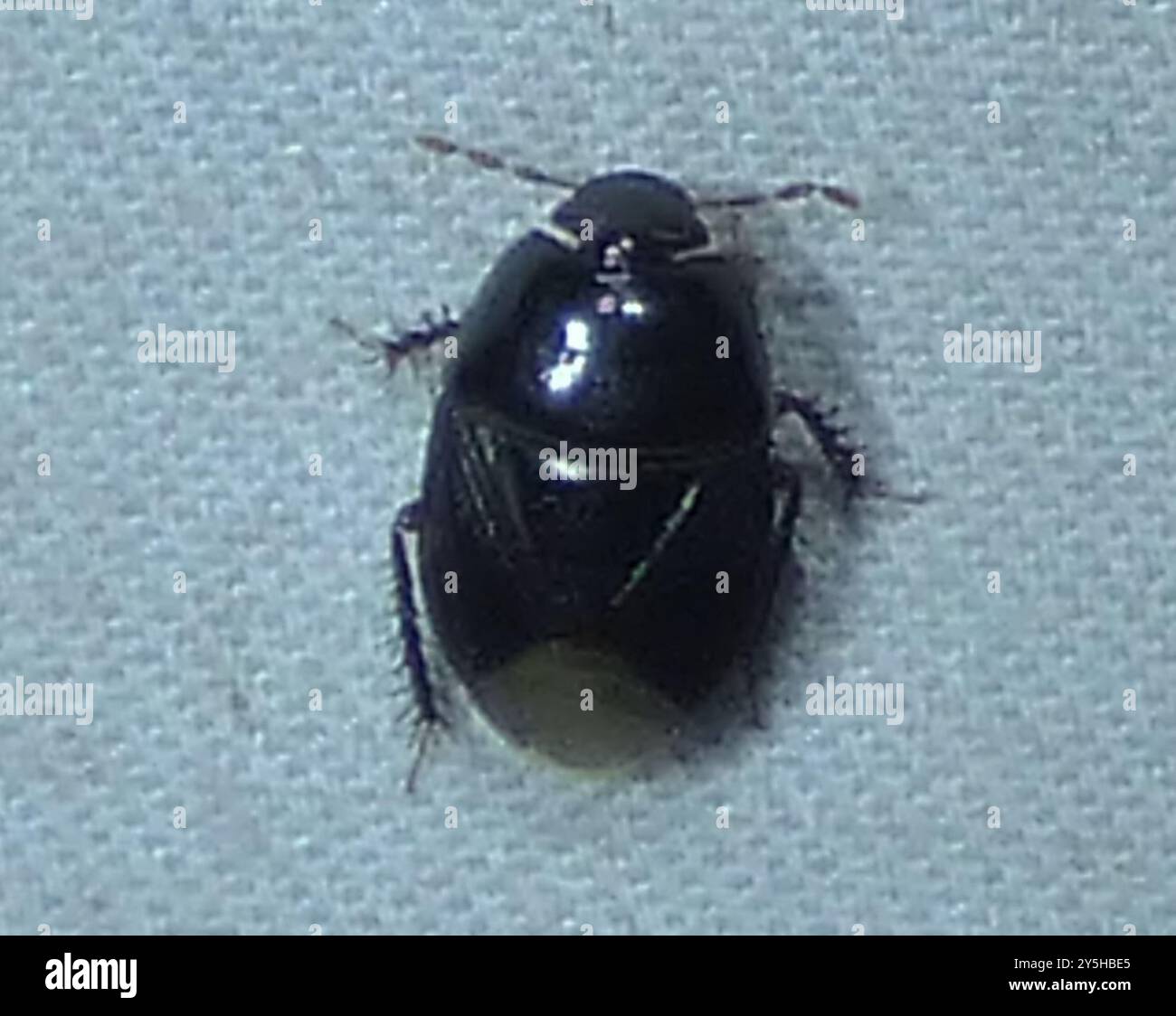 Two-lined Burrowing Bug (Pangaeus bilineatus) Insecta Stock Photo - Alamy