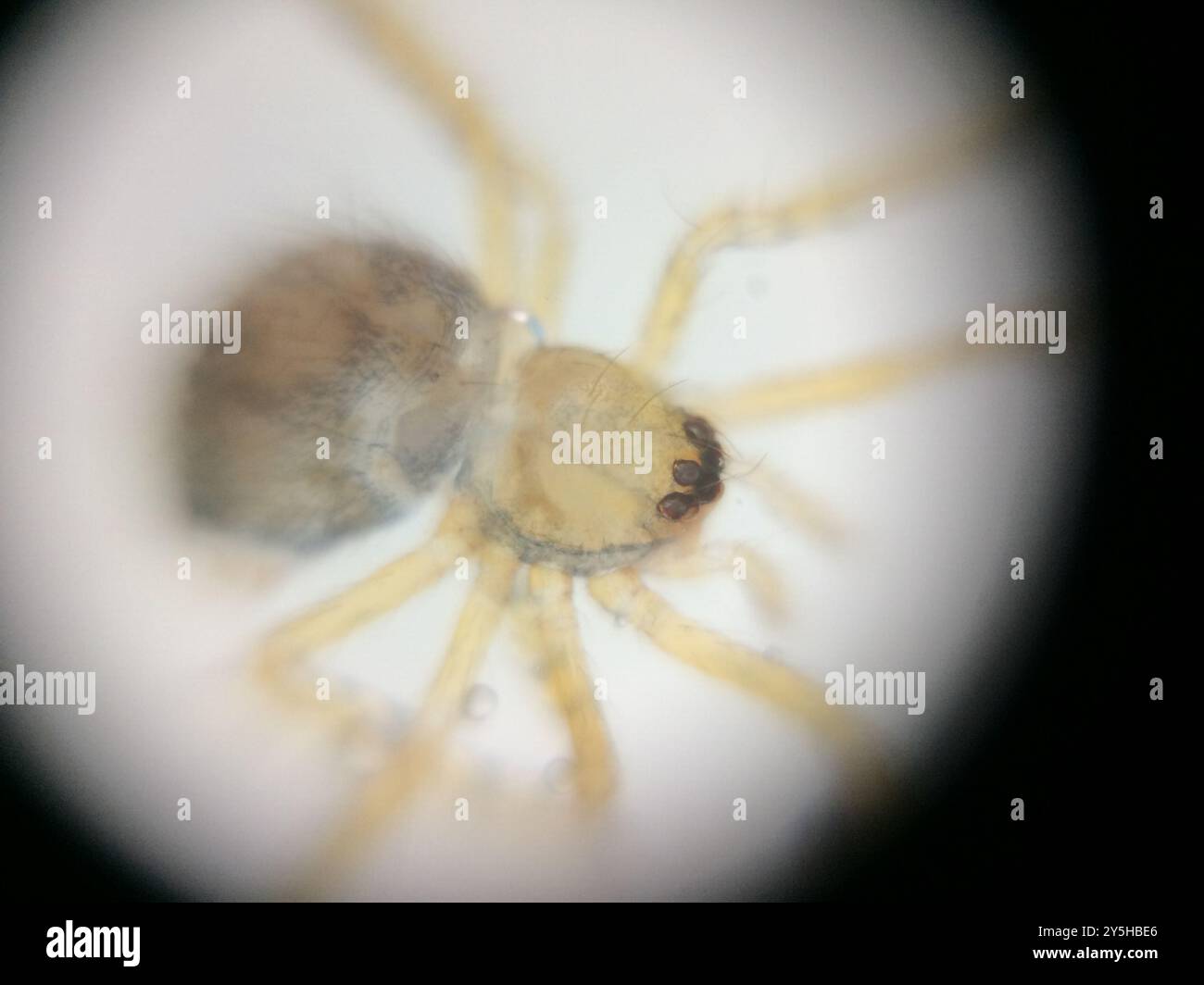 Spiders (Araneae) Arachnida Stock Photo - Alamy
