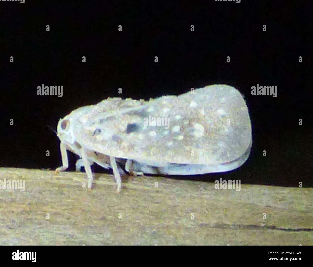 Citrus Flatid Planthopper (Metcalfa pruinosa) Insecta Stock Photo - Alamy