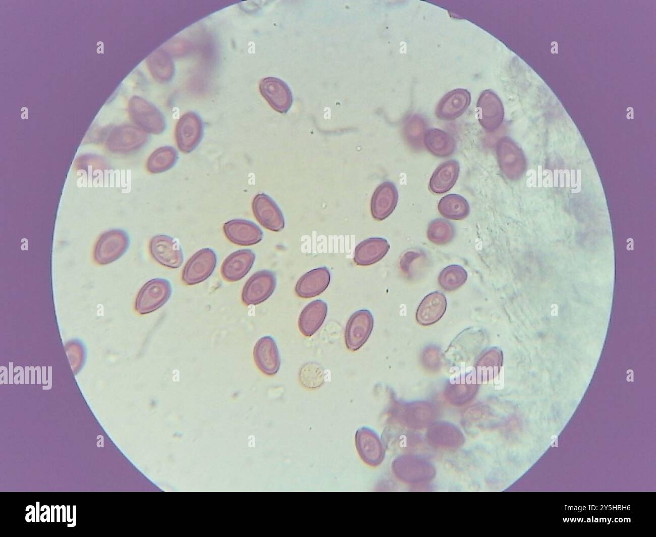 Roundheads (Stropharia) Fungi Stock Photo - Alamy