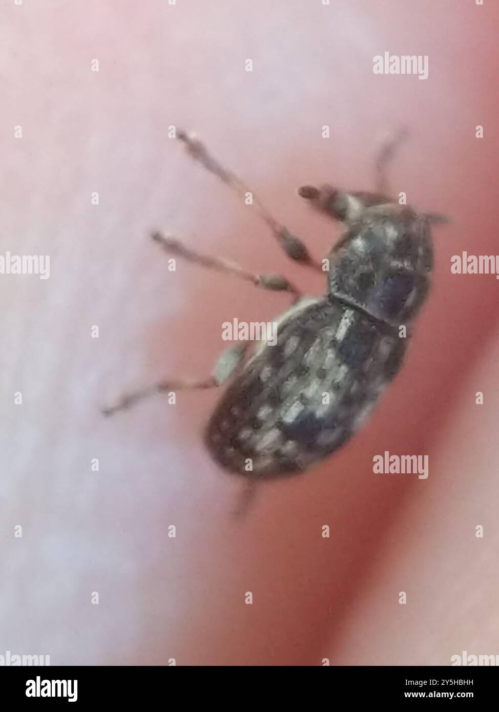 Fungus Weevils (Anthribidae) Insecta Stock Photo - Alamy