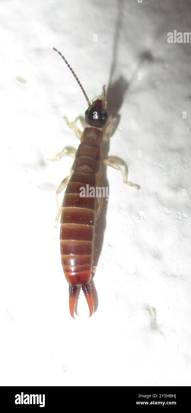 Ring-legged Earwig (Euborellia annulipes) Insecta Stock Photo - Alamy