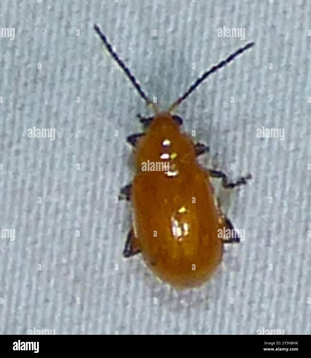 Orange Passiflora Flea Beetle (Parchicola tibialis) Insecta Stock Photo ...