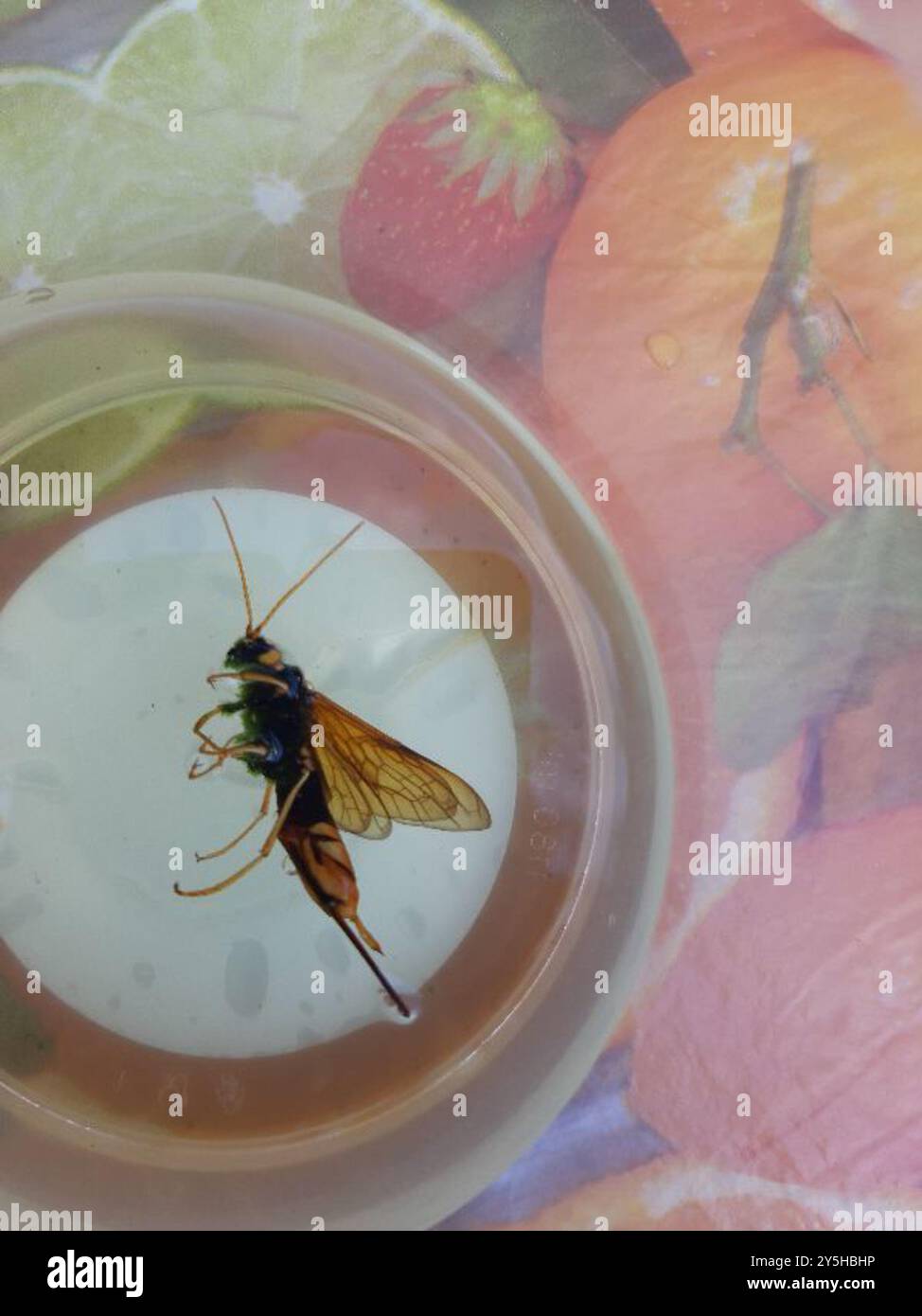 Giant Woodwasp (Urocerus gigas) Insecta Stock Photo - Alamy