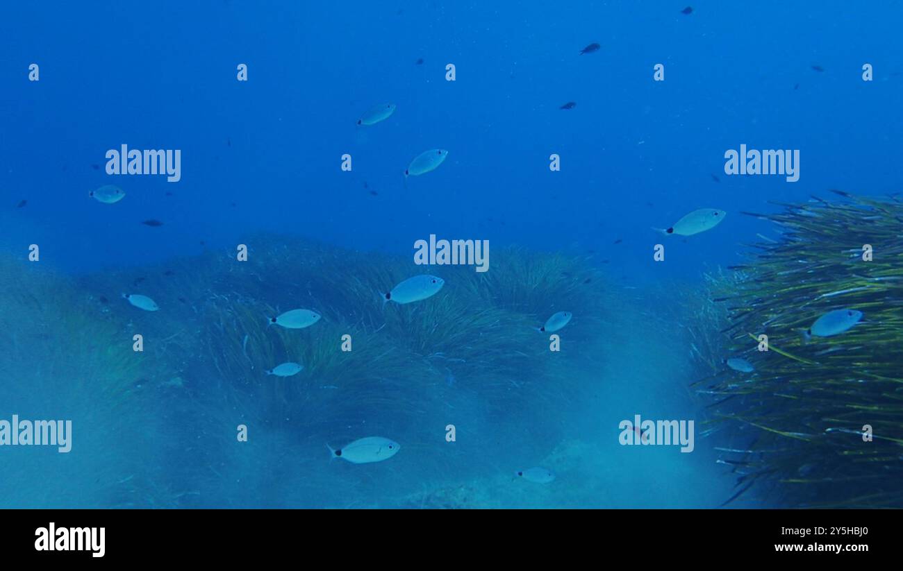 Seabreams and Porgies (Sparidae) Actinopterygii Stock Photo - Alamy