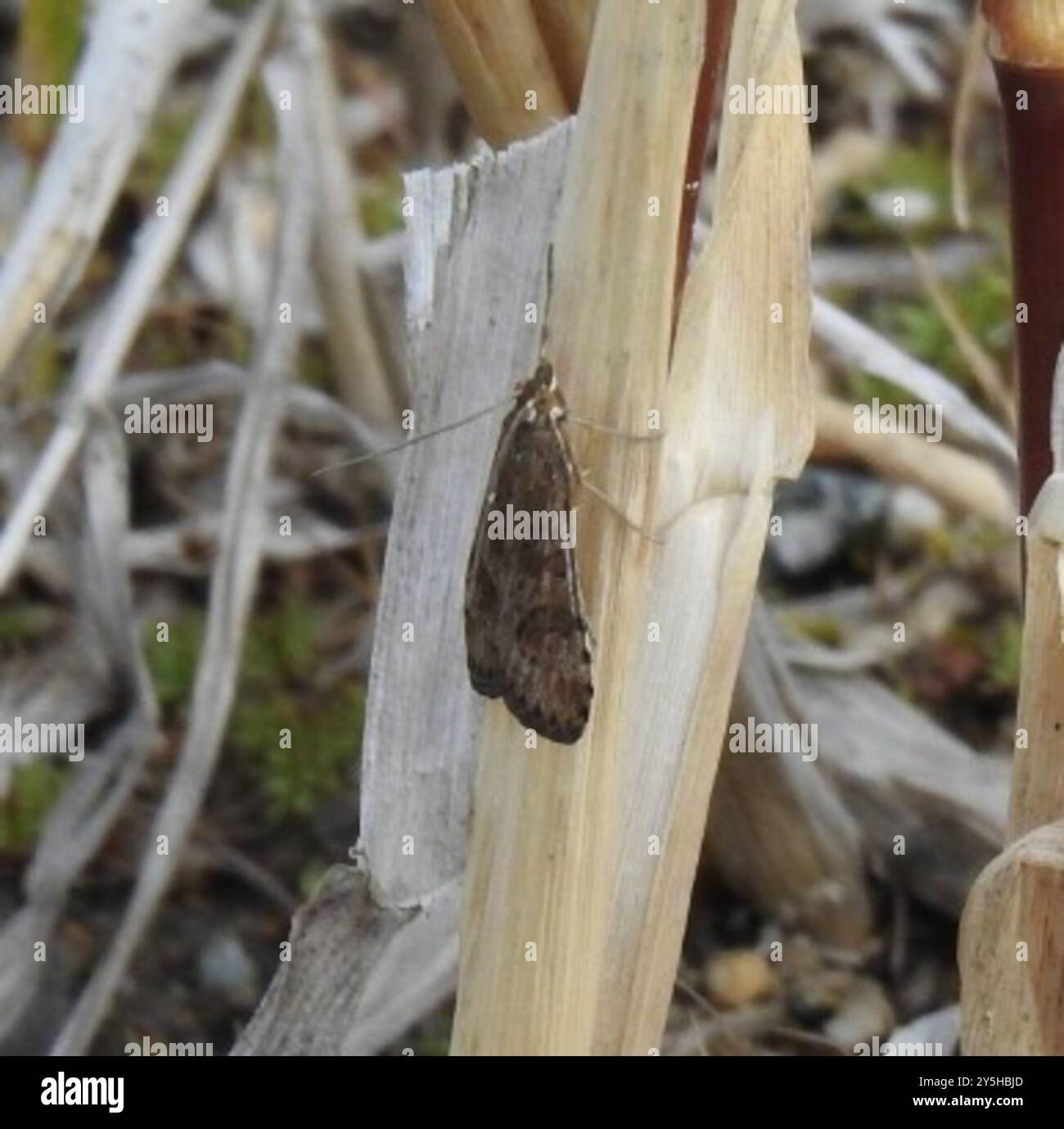 Lucerne Moth (Nomophila nearctica) Insecta Stock Photo - Alamy