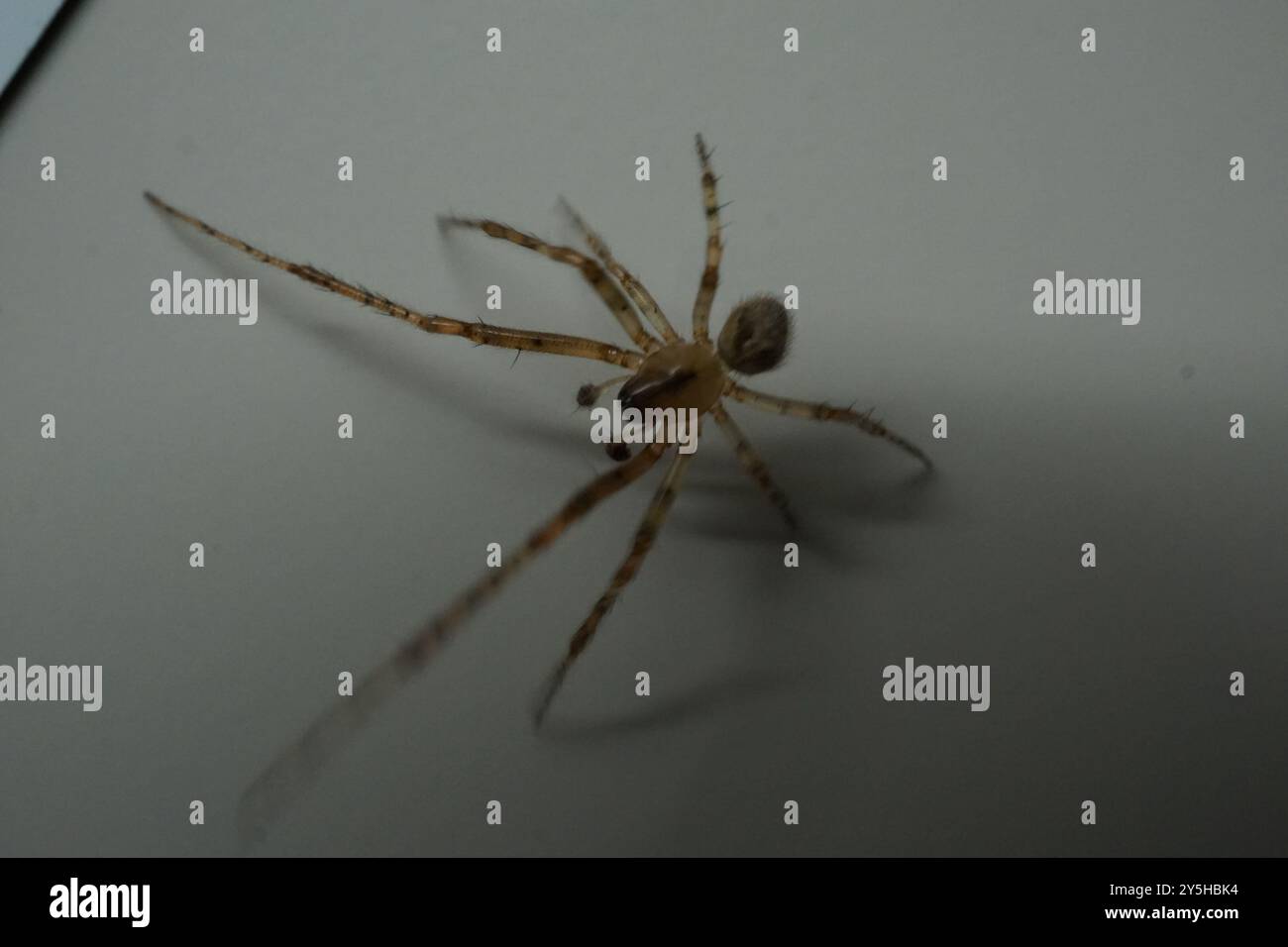Silver-sided Sector Spider (Zygiella x-notata) Arachnida Stock Photo ...