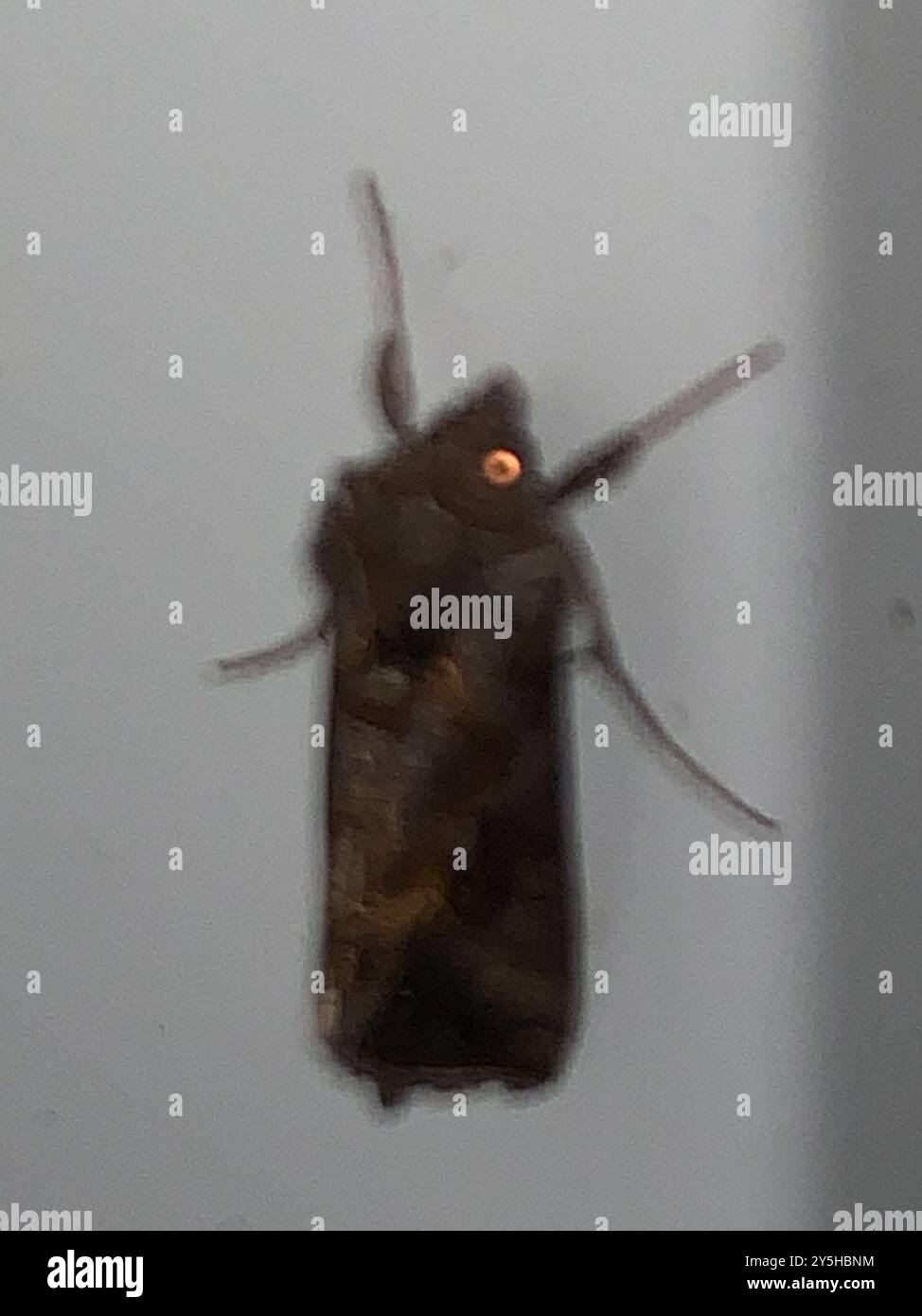 Common Looper Moth (Autographa precationis) Insecta Stock Photo - Alamy