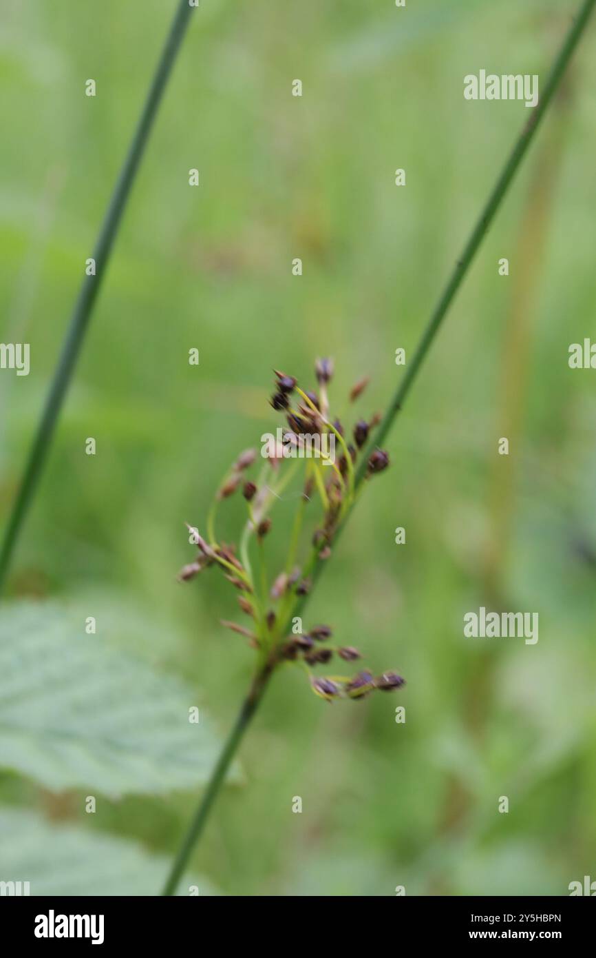 Hard Rush (Juncus inflexus) Plantae Stock Photo - Alamy