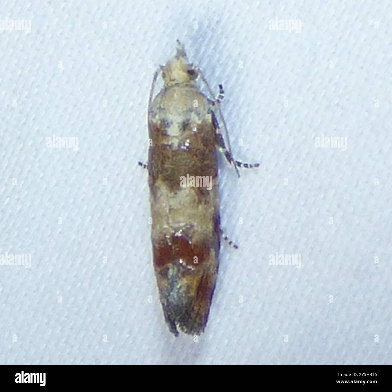 Pitch Pine Tip Moth (Rhyacionia rigidana) Insecta Stock Photo - Alamy