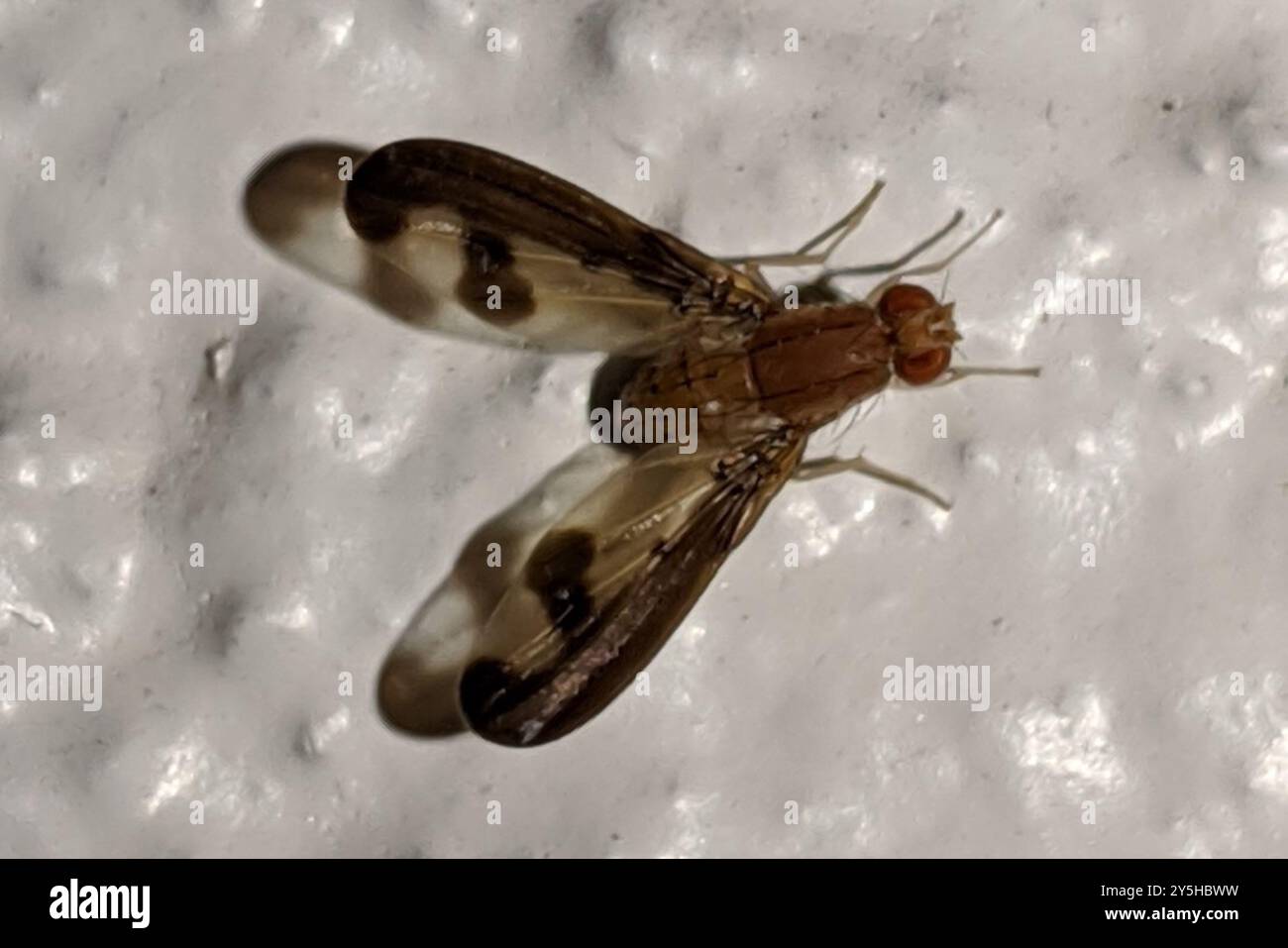 Antlered Flutter Fly (Toxonevra superba) Insecta Stock Photo - Alamy
