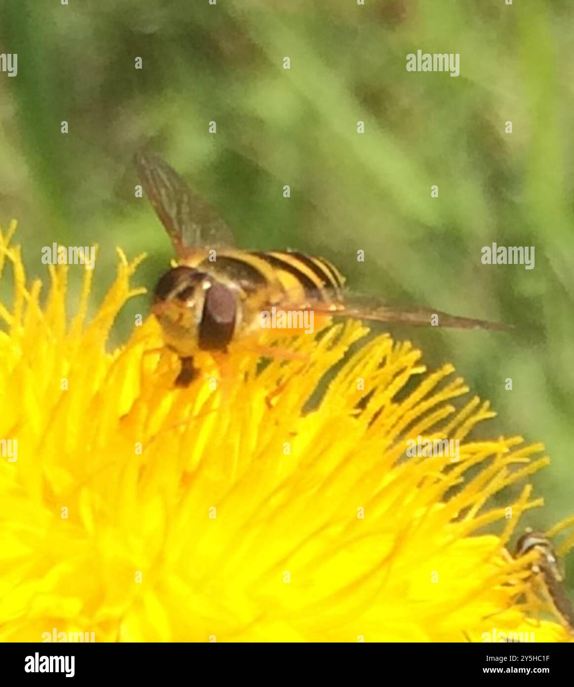 Common Flower Flies (Syrphus) Insecta Stock Photo - Alamy