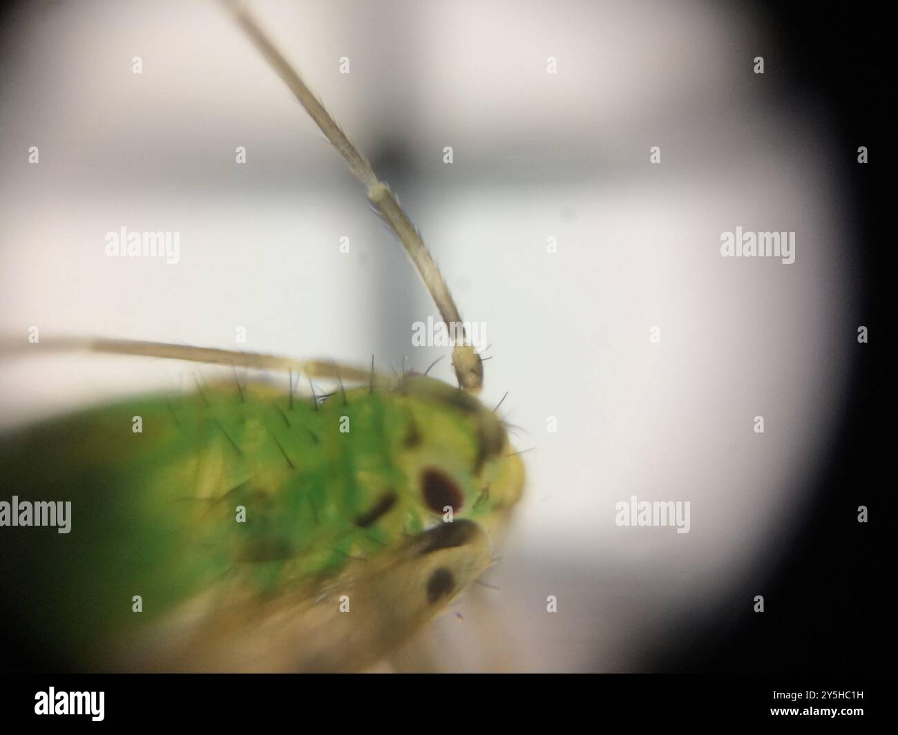Plant-parasitic Hemipterans (Sternorrhyncha) Insecta Stock Photo - Alamy
