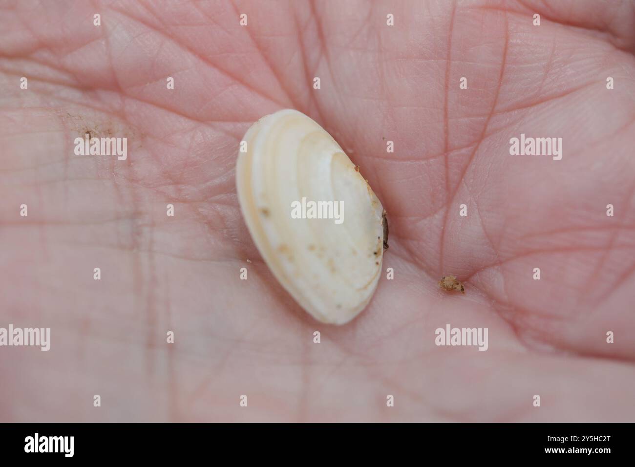 Macomangulus tenuis hi-res stock photography and images - Alamy