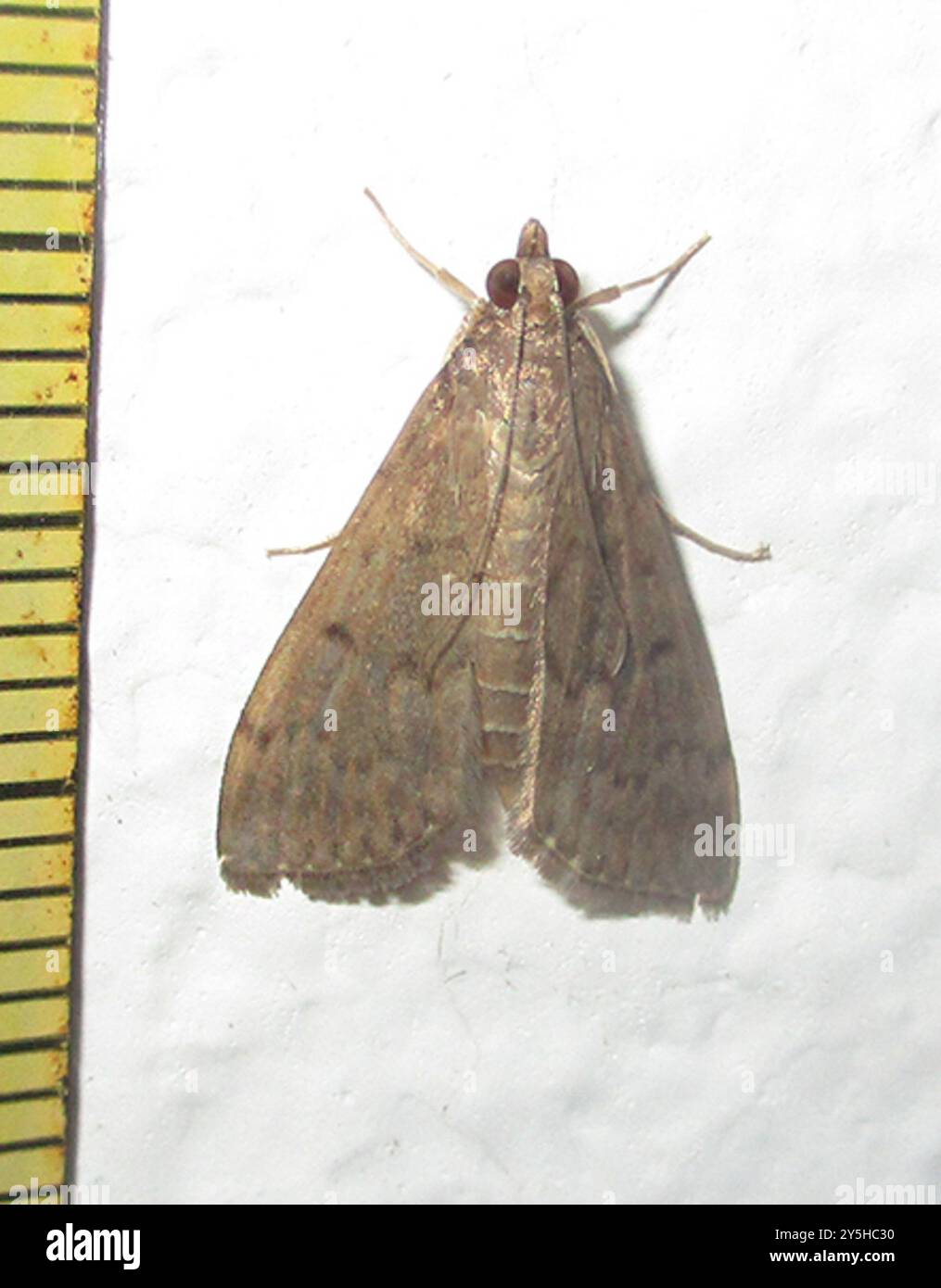 Dusky Herpetogramma Moth (Herpetogramma phaeopteralis) Insecta Stock ...