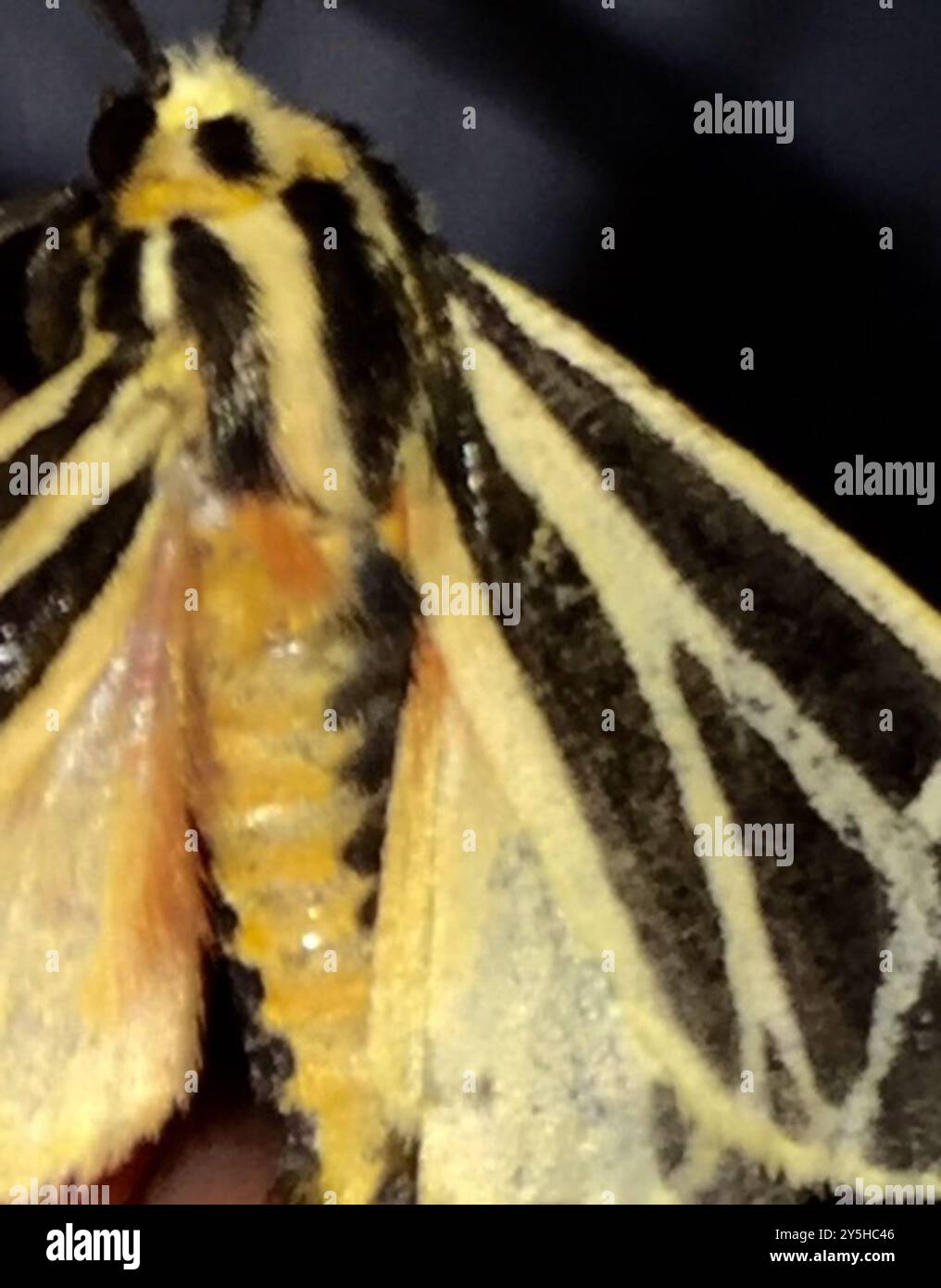 Harnessed Tiger Moth (Apantesis phalerata) Insecta Stock Photo - Alamy