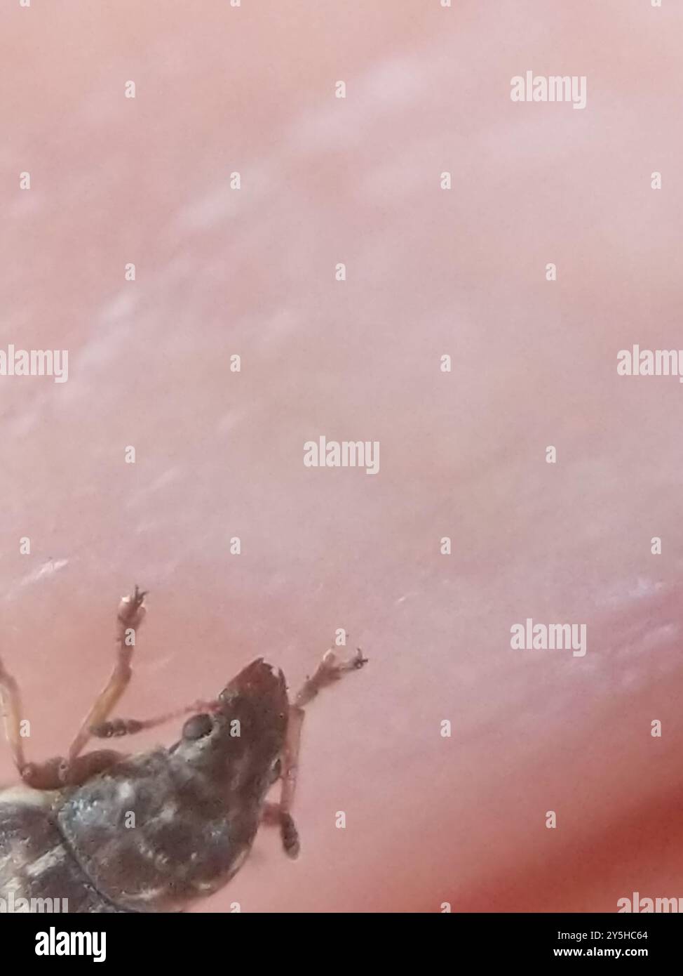 Fungus Weevils (Anthribidae) Insecta Stock Photo - Alamy