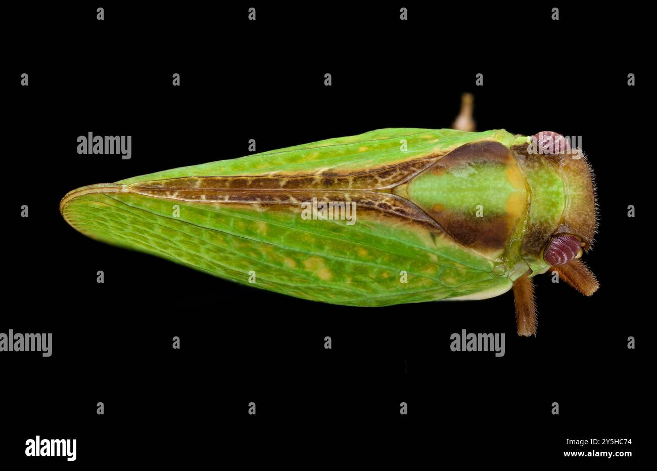 Two striped planthopper hi-res stock photography and images - Alamy
