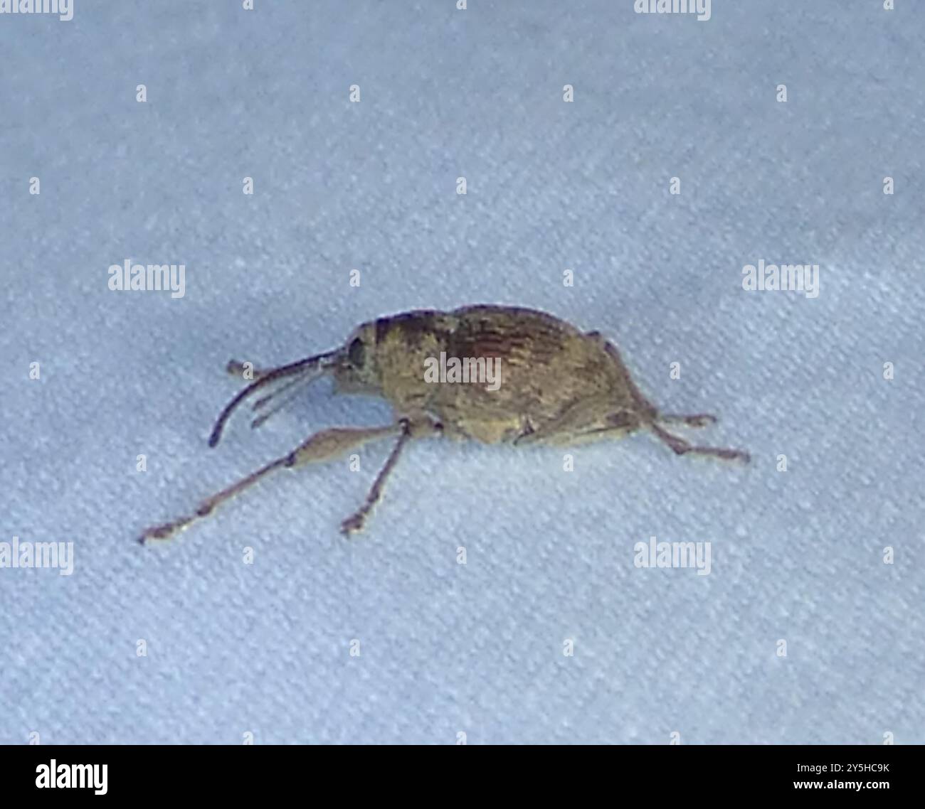 Nut and Acorn Weevils (Curculio) Insecta Stock Photo - Alamy