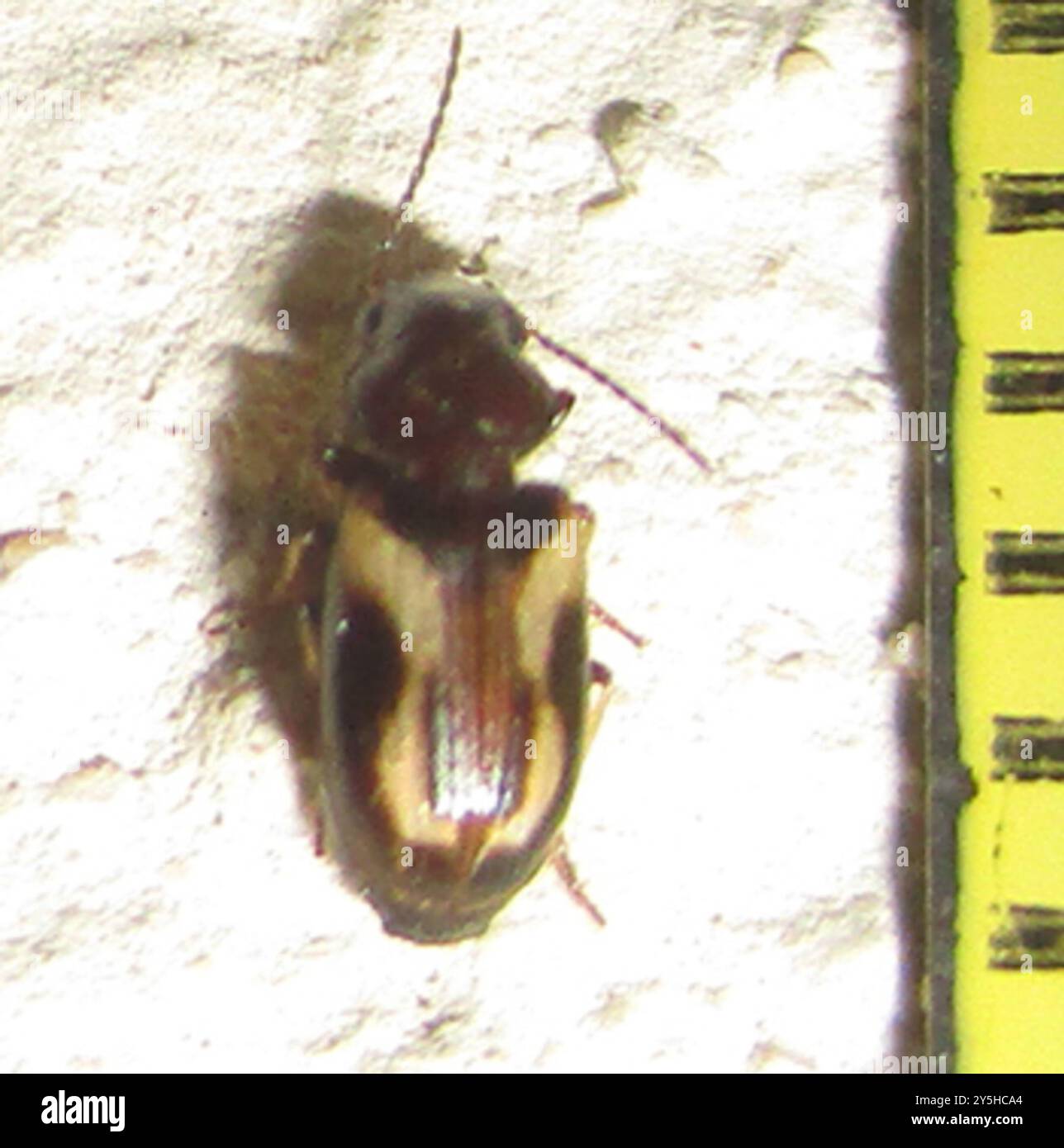 (Amblystomus orpheus) Insecta Stock Photo - Alamy