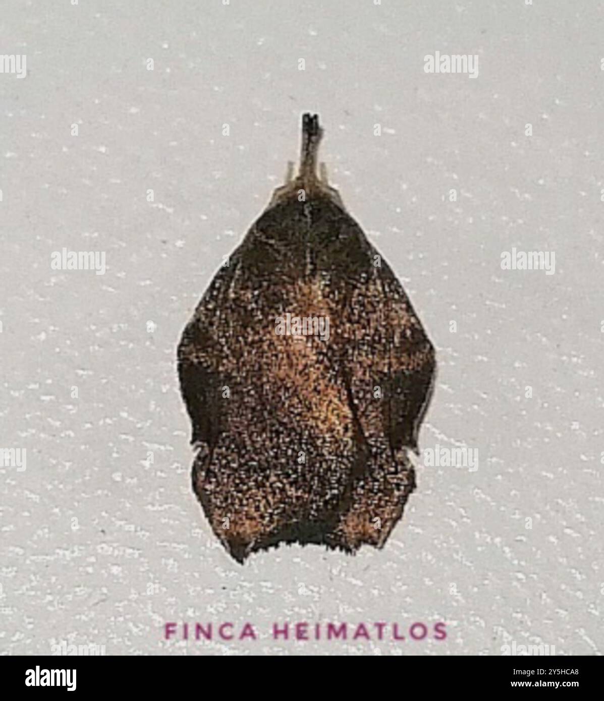 Flat-bodied moths (Depressariidae) Insecta Stock Photo - Alamy