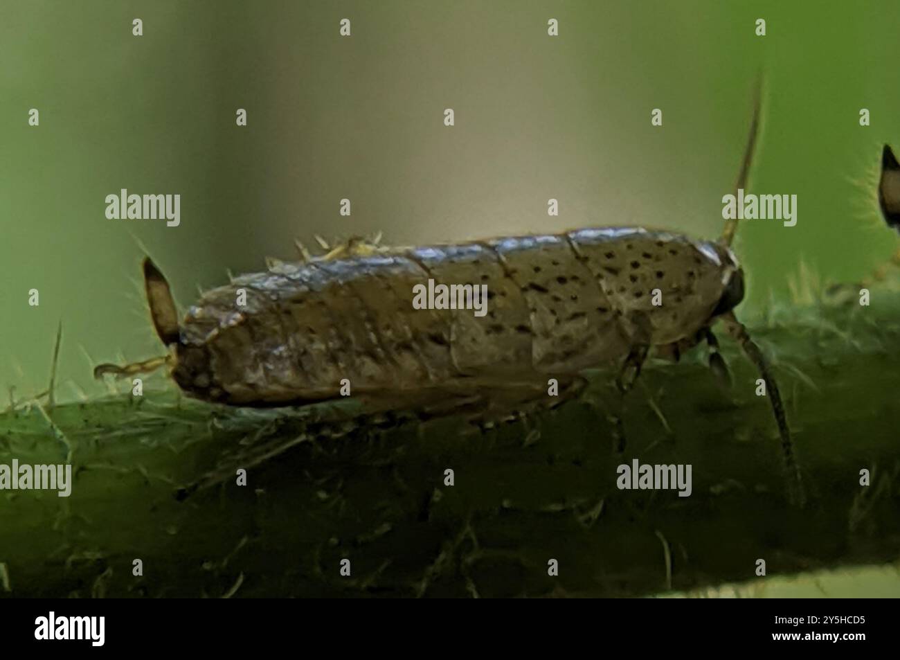 Tawny Cockroach (Ectobius pallidus) Insecta Stock Photo - Alamy