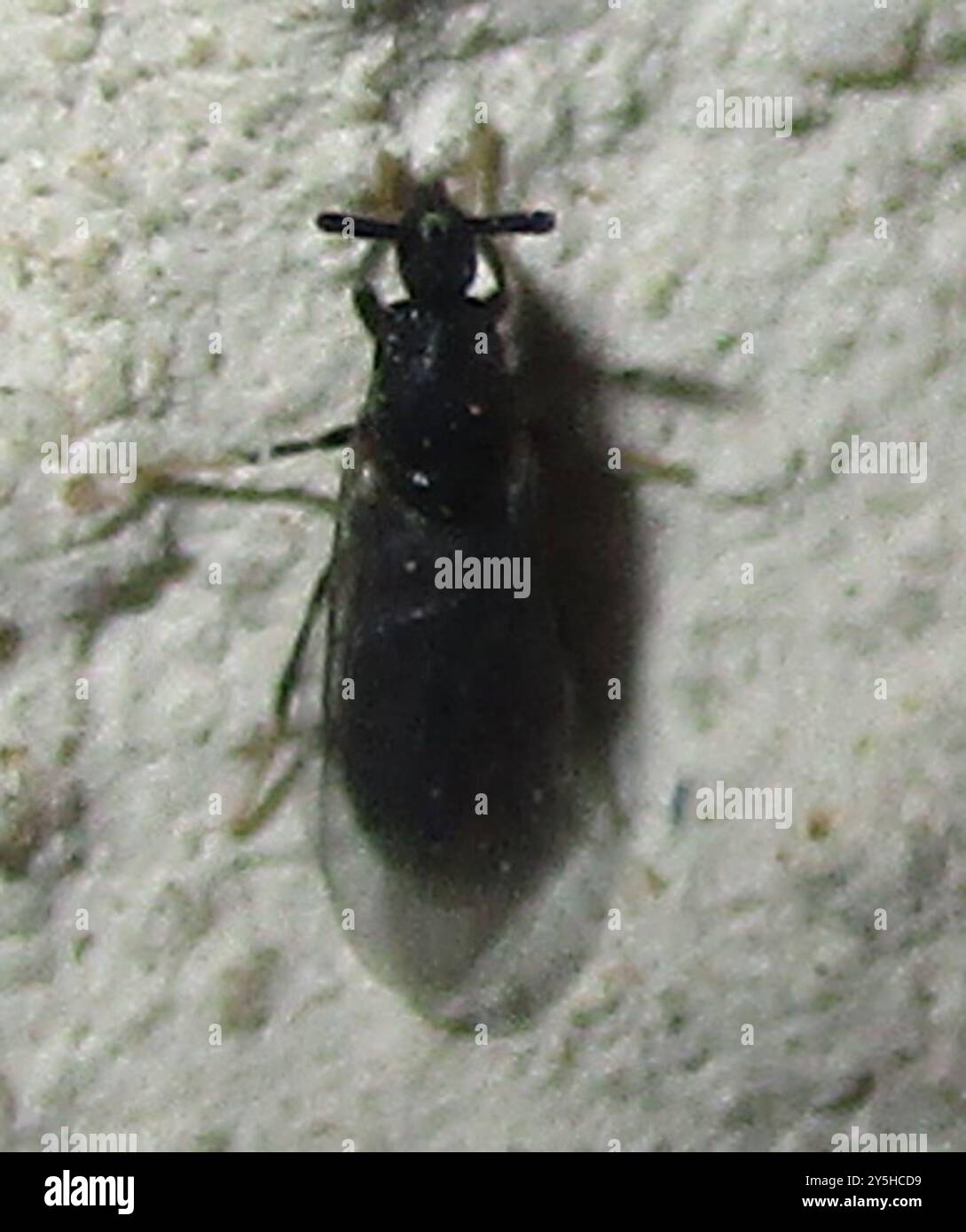Minute Black Scavenger Flies (Scatopsidae) Insecta Stock Photo - Alamy