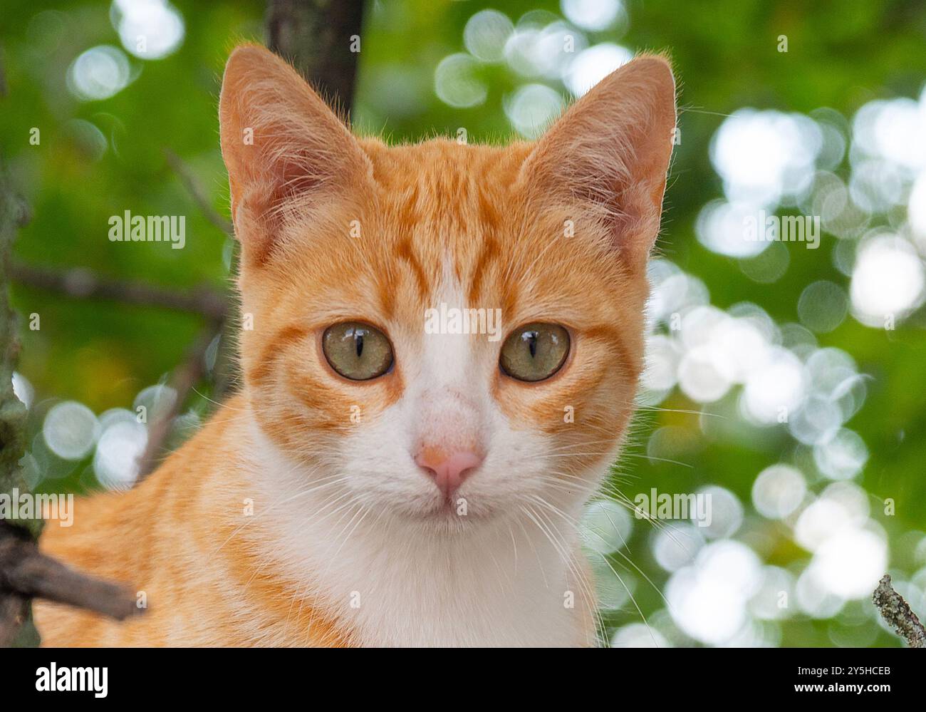 Young tabby and white cat in nature Stock Photo - Alamy