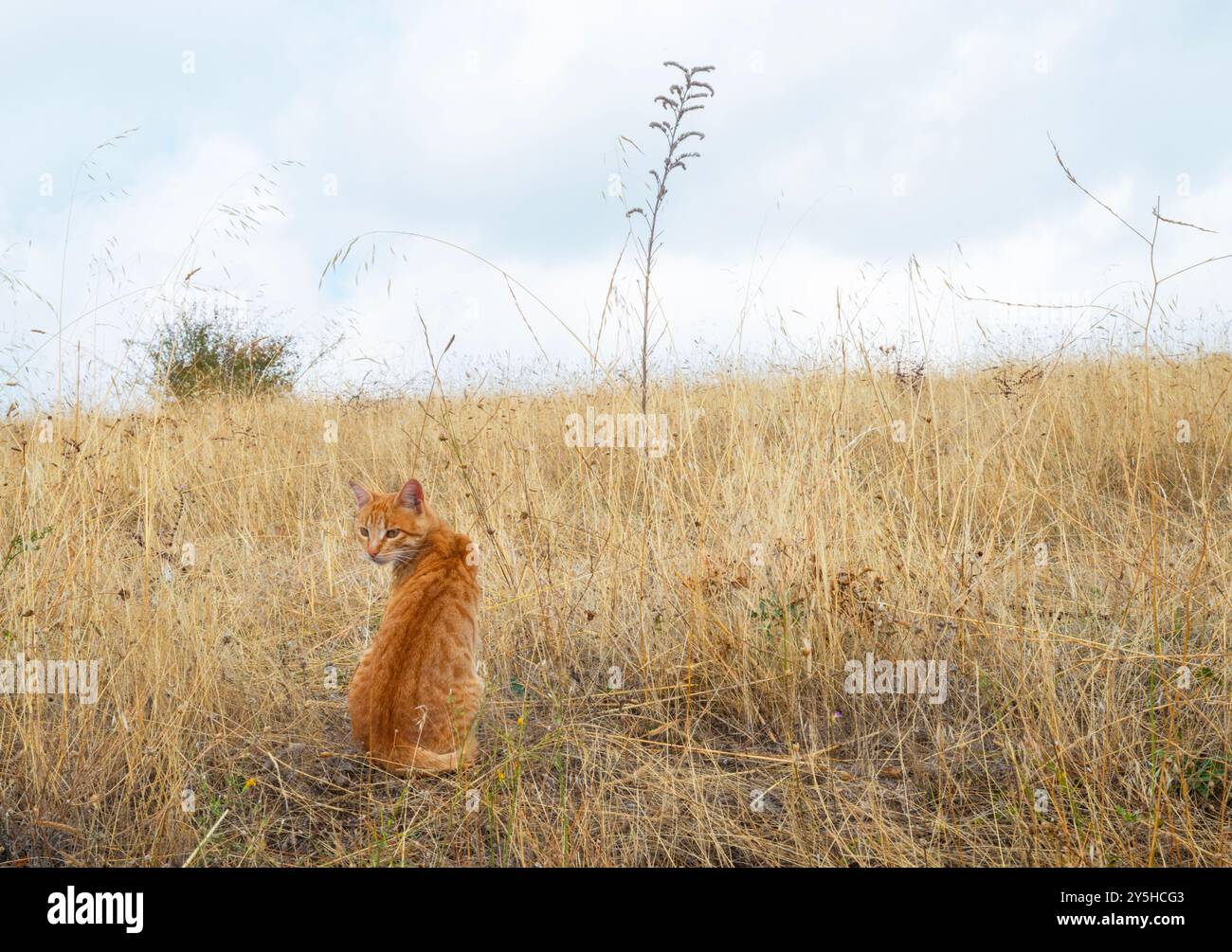 Orange tabby cat in the countryside Stock Photo - Alamy