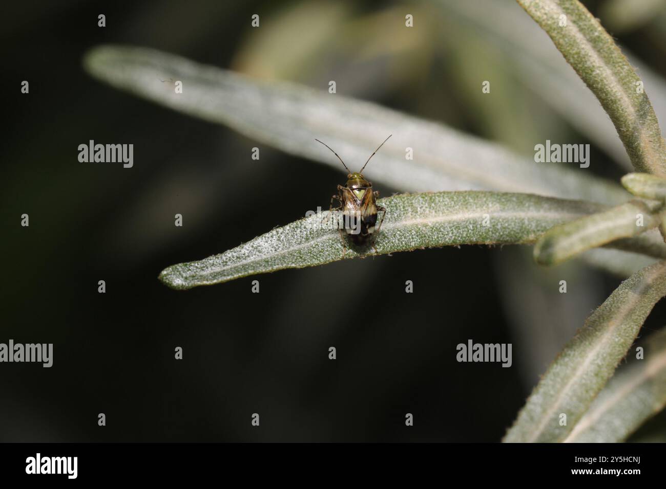 Three Spotted Nettle Bug (Liocoris tripustulatus) Insecta Stock Photo ...