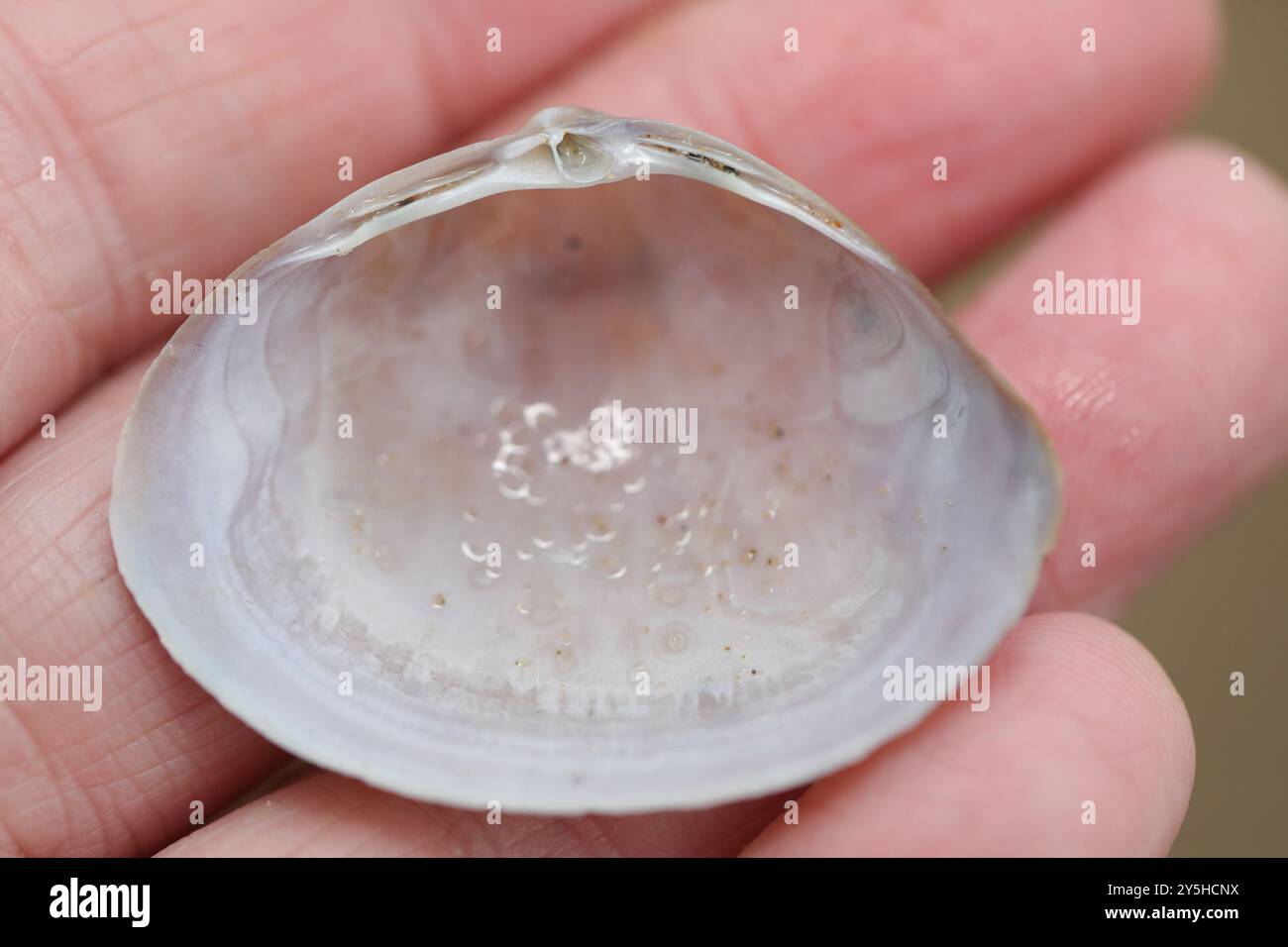 Rayed Trough Shell (Mactra stultorum) Mollusca Stock Photo - Alamy