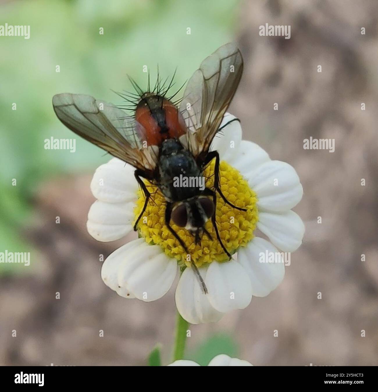 Red Spotted Parasite Fly (Eriothrix rufomaculata) Insecta Stock Photo ...
