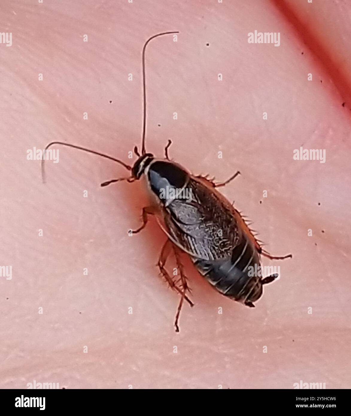Forest Cockroach (Ectobius sylvestris) Insecta Stock Photo - Alamy