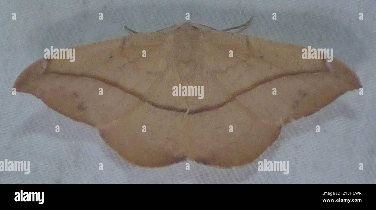 Juniper Geometer Moth (Patalene olyzonaria) Insecta Stock Photo - Alamy