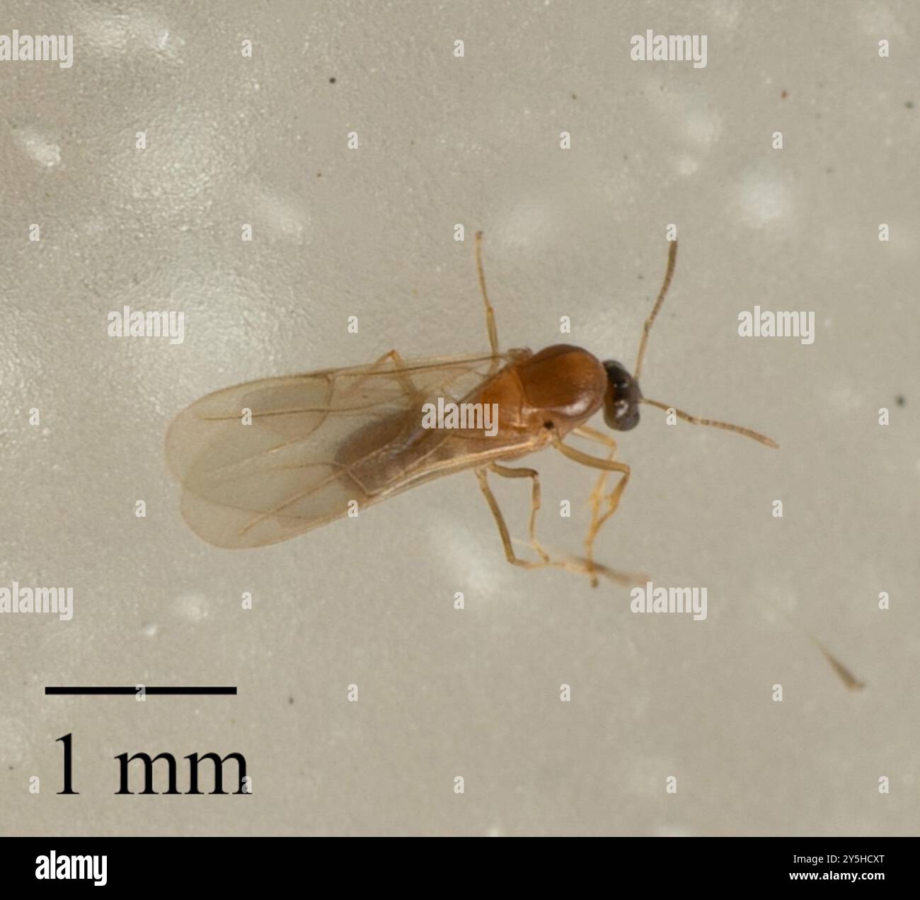Ants (Formicidae) Insecta Stock Photo - Alamy