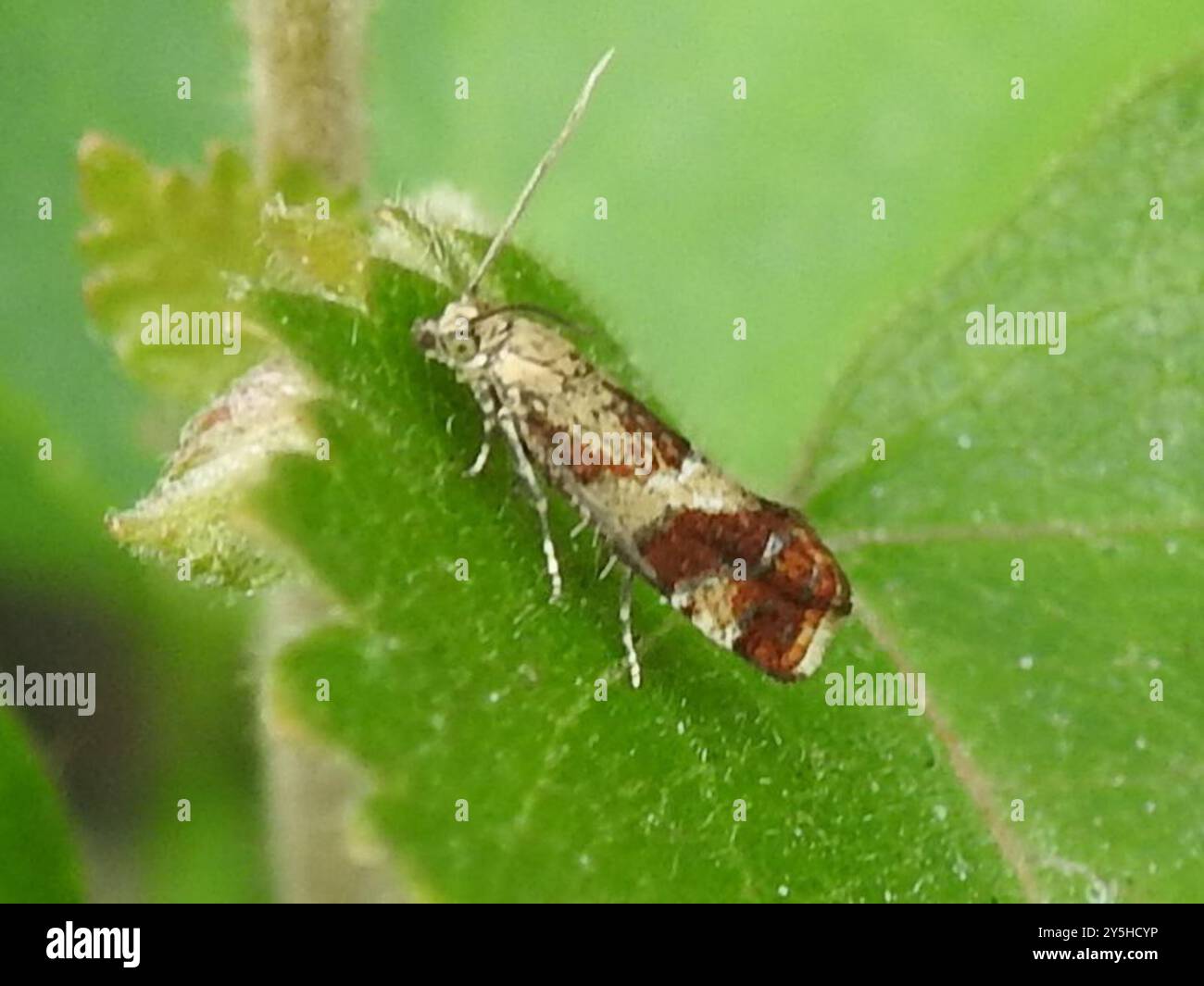 Willow Tortrix Moth (Epinotia cruciana) Insecta Stock Photo - Alamy