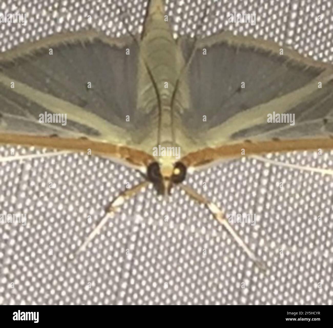 Four-spotted Palpita Moth (Palpita quadristigmalis) Insecta Stock Photo ...