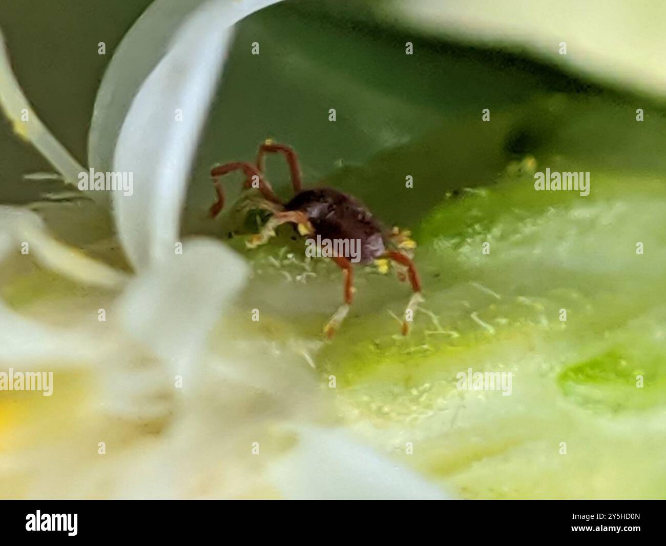 Sidewalk Mites (Balaustium) Arachnida Stock Photo - Alamy