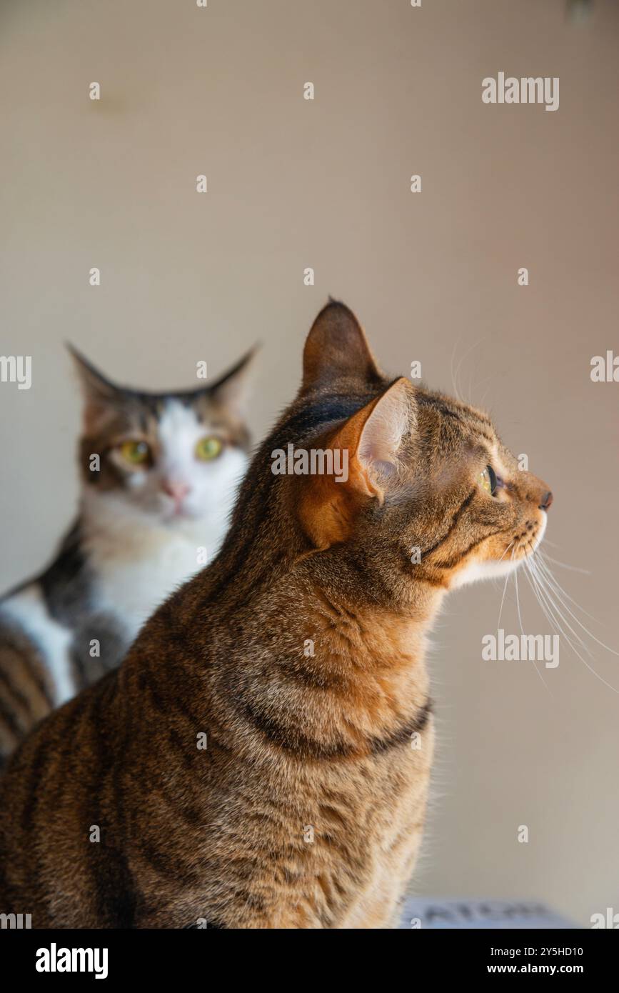 Two cats at home Stock Photo - Alamy
