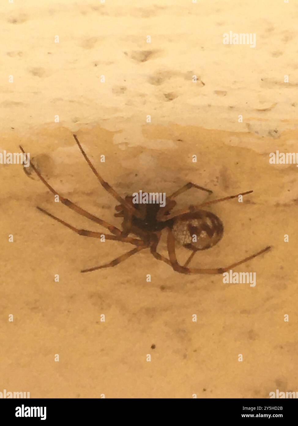 Triangulate Combfoot (Steatoda triangulosa) Arachnida Stock Photo - Alamy