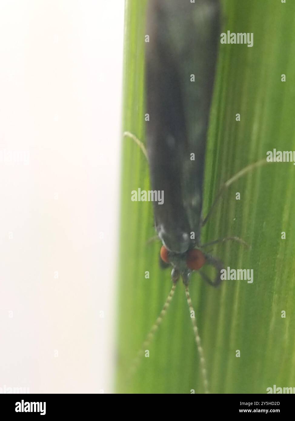 Black Dancer Caddisfly (Mystacides sepulchralis) Insecta Stock Photo ...